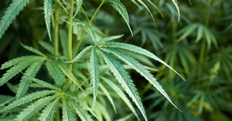 Dos Trabajadores Van A Comprobar El Estado De Un Contador De Luz Y Descubren Una Plantación De