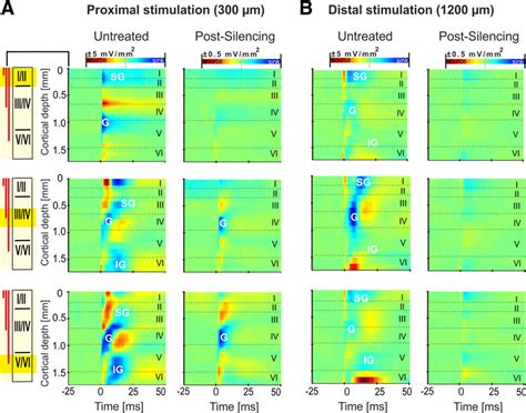 dissociation of local intracortical polysynaptic and thalamocortical