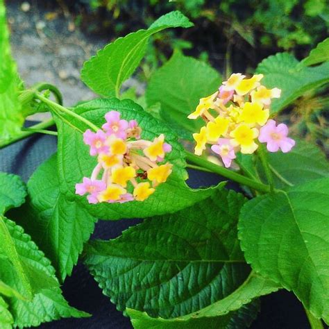 Cara Membuat Scroll Box Pada Postingan Blog