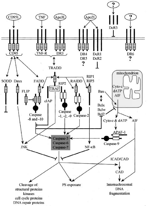 Schematic Representation Of The Potential Apoptosis Signalling Download Scientific Diagram