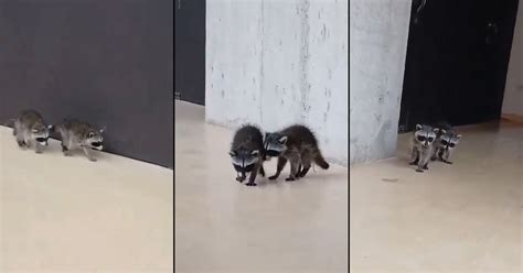 Captan A Dos Mapaches Paseándose Por La Facultad De Veterinaria De La