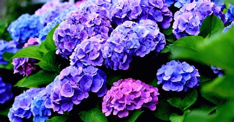 How To Properly Prune Hydrangea Strobert Tree Services