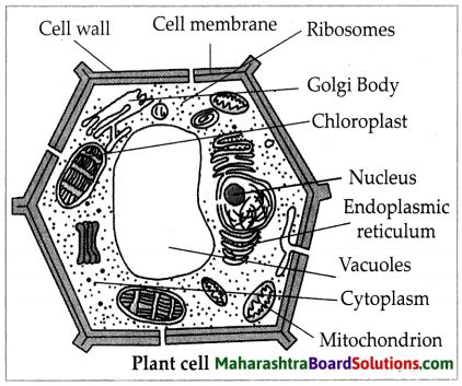 Cell Structure And Micro Organisms Class Questions And Answers Maharashtra Board Balbharati
