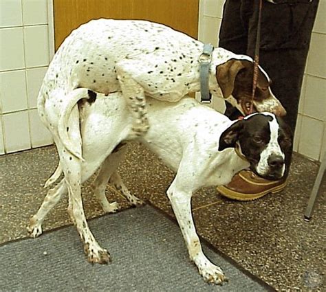 Drost Project The Visual Guide To Canine Reproduction Estrous Behavior