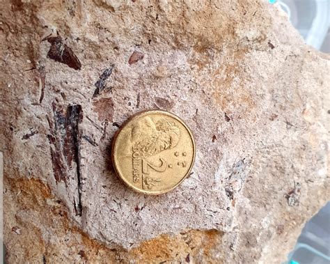 Fish Fossils Queensland Fossil Id The Fossil Forum Fish Fossils Queensland Fossil Id The Fossil Forum