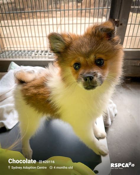 Rspca Nsw On Linkedin Adoptdontshop Puppies Puppylove