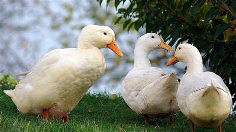 Черрі-Веллі — КУРКУЛЬ