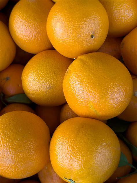 가을 가지 감귤류 건강한 계절 계절성 과수원 과일 과즙이 많은 나무 나뭇가지 나뭇잎 낮 농업 농업 경제학 농작물 다채로운 비타민 C 생태계