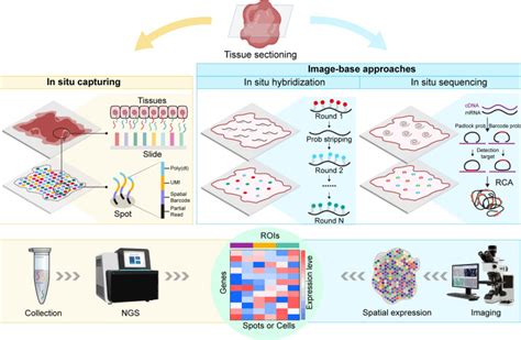 Spatial Transcriptomics A Powerful Tool In Disease Understanding And