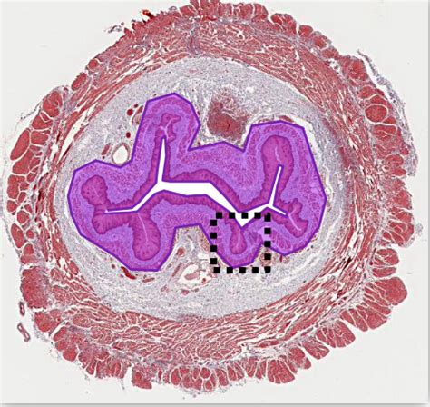 Histology Lecture 17 18 Gastrointestinal Histology Flashcards Quizlet