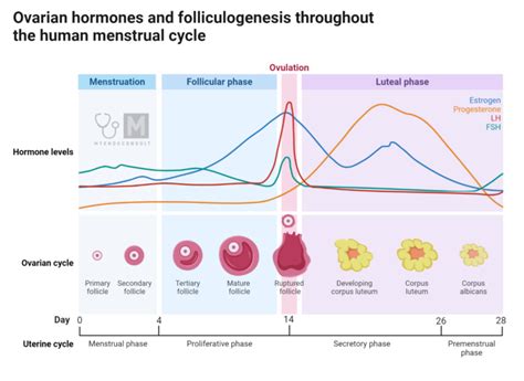 Endocrine Feedback Loops My Endo Consult