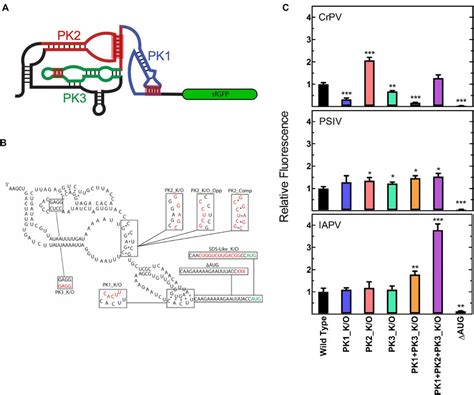 Igr Ires Translation Efficiency Is Independent Of Pseudoknot Structure Download Scientific