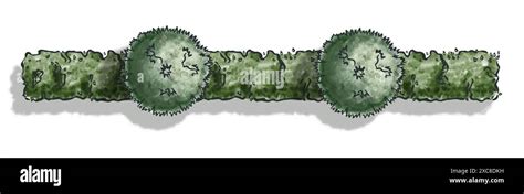 A Hedge Of Trimmed Bushes And Trees Top View Close Up Topiary Shapes