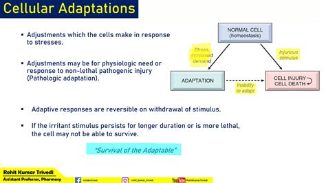 Cellular Adaptations Pdf