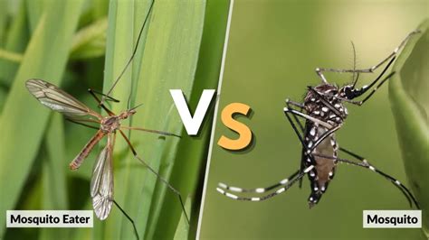 Do Mosquito Eaters Eat Mosquitoes Facts About Crane Flies Diet