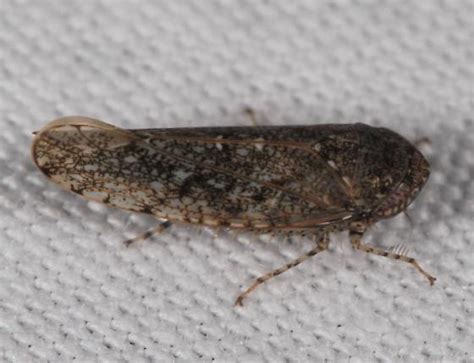 Leafhopper Paraphlepsius Bugguide Net