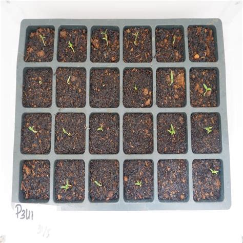 Tumbuhan Bibit Object Detection Dataset And Pre Trained Model By Belajar Labeling