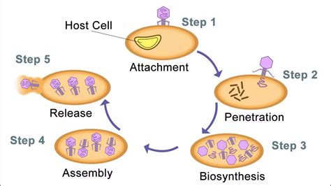 IAL Biology How Viruses Reproduce PPTX