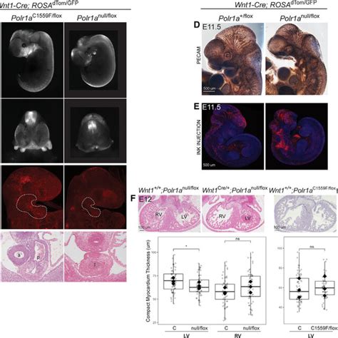 Variant Polr1a Effects On Rrna Synthesis And Nucleolar Morphology A Download Scientific