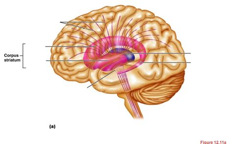 Basal Nuclei Diagram Quizlet