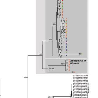 Bayesian Phylogenetic Tree Obtained With MrBayes On The Basis Of A Download Scientific Diagram