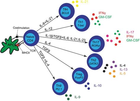 Biological Sex As A Critical Variable In Cd4 Effector T Cell Function In Preclinical Models Of