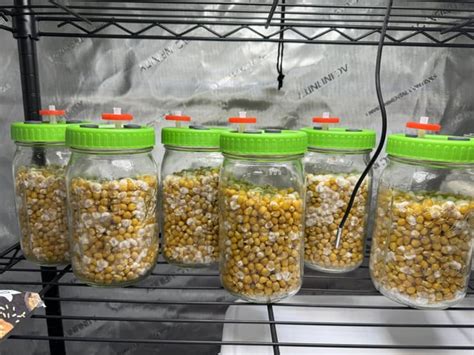 Technique Popcorn Tek Vs Drippy Corn Rmushroomgrowers