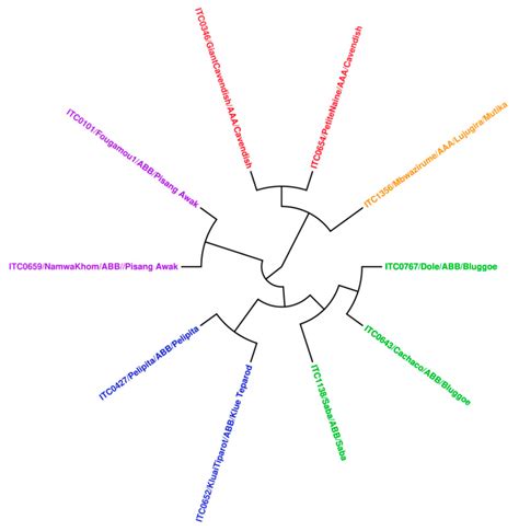 Construction Of Upgma Dendrogram Using All Tested Cultivars Download Scientific Diagram
