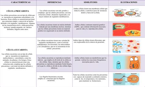 Diferencias Y Similitudes Entre Celulas Procariotas Y Eucariotas