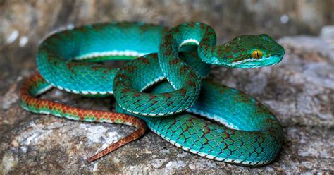 Flying Snake Pit Viper Among Rare And New Species Discovered In Cave
