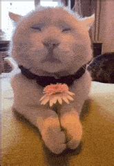 Flower Cat S Tenor