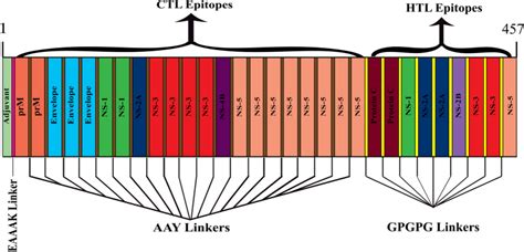 Exploring Dengue Genome To Construct A Multi Epitope Based Subunit Vaccine By Utilizing