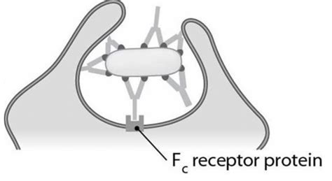 Solved Select The Correct Term To Fill In The