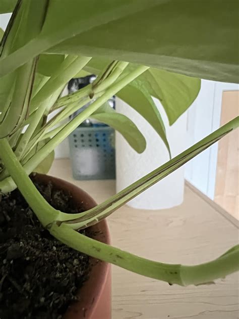 Brown Splitting Stems On Pothos Plant Rplantclinic