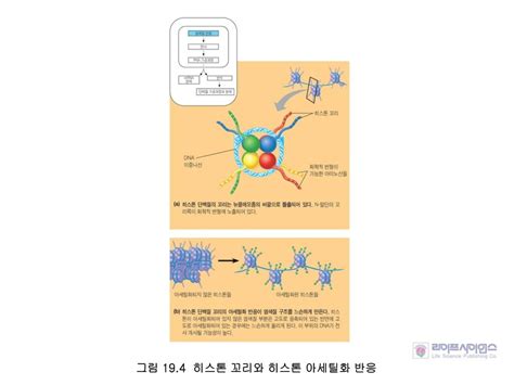 Ppt 인간 유전체는 약 25000 개의 유전자가 있음 이는 원핵세포의 5 배 정도 인간 유전체에는 Rna 난 단백질의 정보를 갖지 않는 Dna 부위를 엄청난
