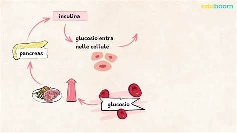 Il Sistema Endocrino Scienze Naturali Seconda Media