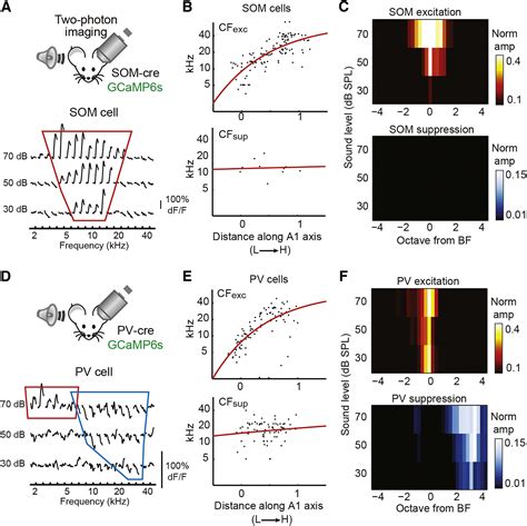 Network Level Control Of Frequency Tuning In Auditory Cortex Neuron