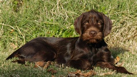 Pudelpointer Info Temperament Puppies Pictures