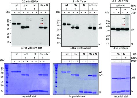 Chemical Cross Linking Of The Interaction Of The N Terminal Domain With Download Scientific