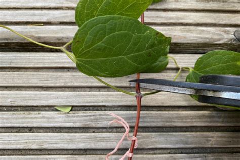 How To Take Clematis Cuttings And Some Tricks To Help Them Root