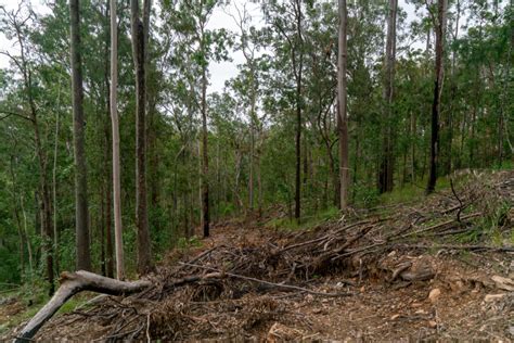Perverse Incentive NSW Government Continues Native Forest Logging To