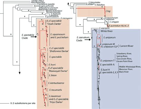 Phylogeny Resulting From A Partitioned Bayesian Analysis Of