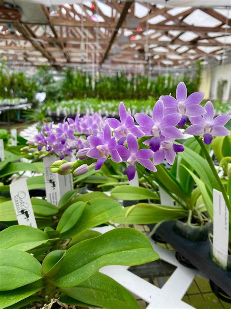 Phalaenopsis Summer Rose ‘Blue Star’ – Orchid Classics