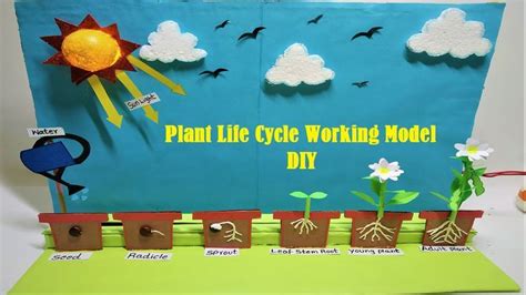 Plant Life Cycle Working Model Seed Germination Science Project Diy