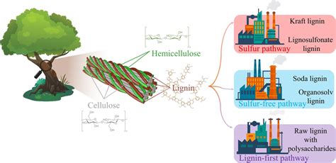 Structure Of Lignocellulosic Biomass And Corresponding Lignin‐based Download Scientific Diagram