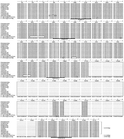Nucleotide Sequence Alignment Of Polymorphic Fragments Amplified From