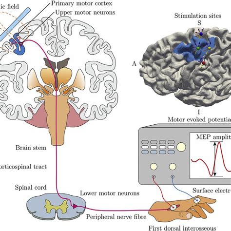 Schematic Representation Of The Experimental Procedure Of The TMS Download Scientific Diagram