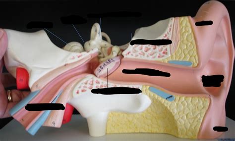 Lab Ear Model Diagram Quizlet