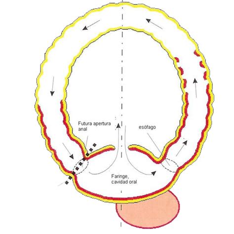 Nueva Medicina Germanica Hamer Endodermo Organos Tejidos Nmg Medical Anatomy Neuroscience Hamer