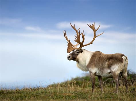 Woodland Caribou Newfoundland